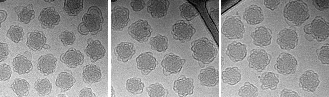 Founders – Camurus Lipid Research Foundation